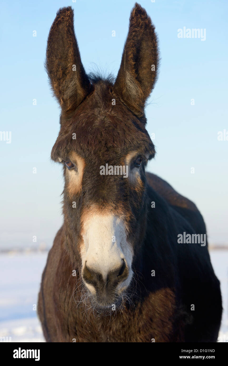 Donkey winter hi-res stock photography and images - Alamy