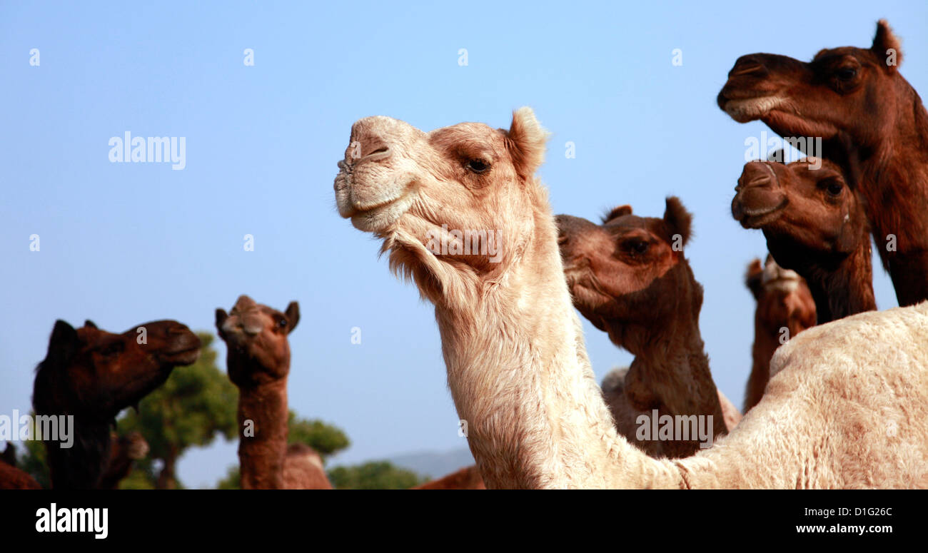 Camel closeup hi-res stock photography and images - Alamy