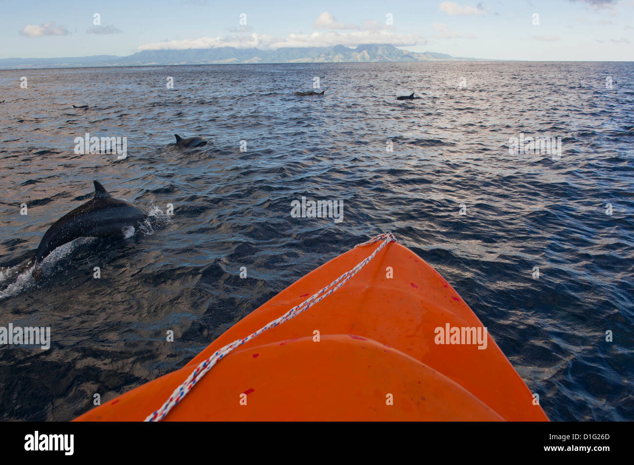 Dolphin swimming boat hi-res stock photography and images - Alamy