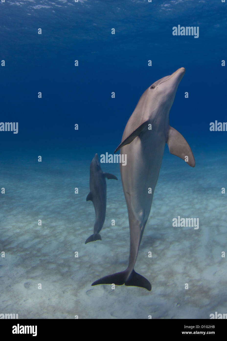 Dolphin teeth hi-res stock photography and images - Alamy