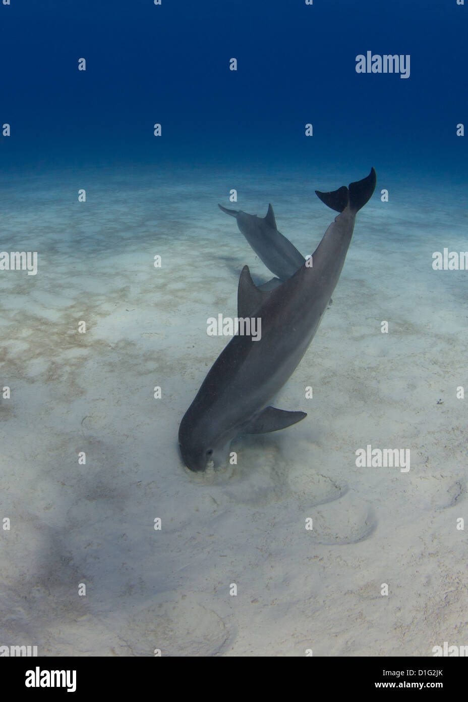 Bottlenose dolphin hi-res stock photography and images - Alamy