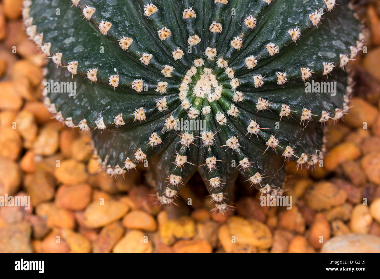 Closeup Cactus in Details and Patterns Stock Photo - Alamy