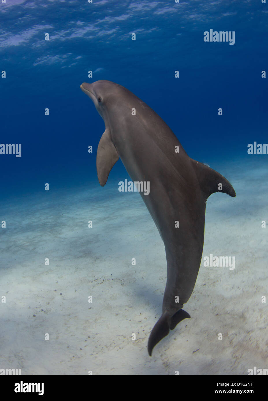 Atlantic bottlenose dolphin hi-res stock photography and images - Alamy