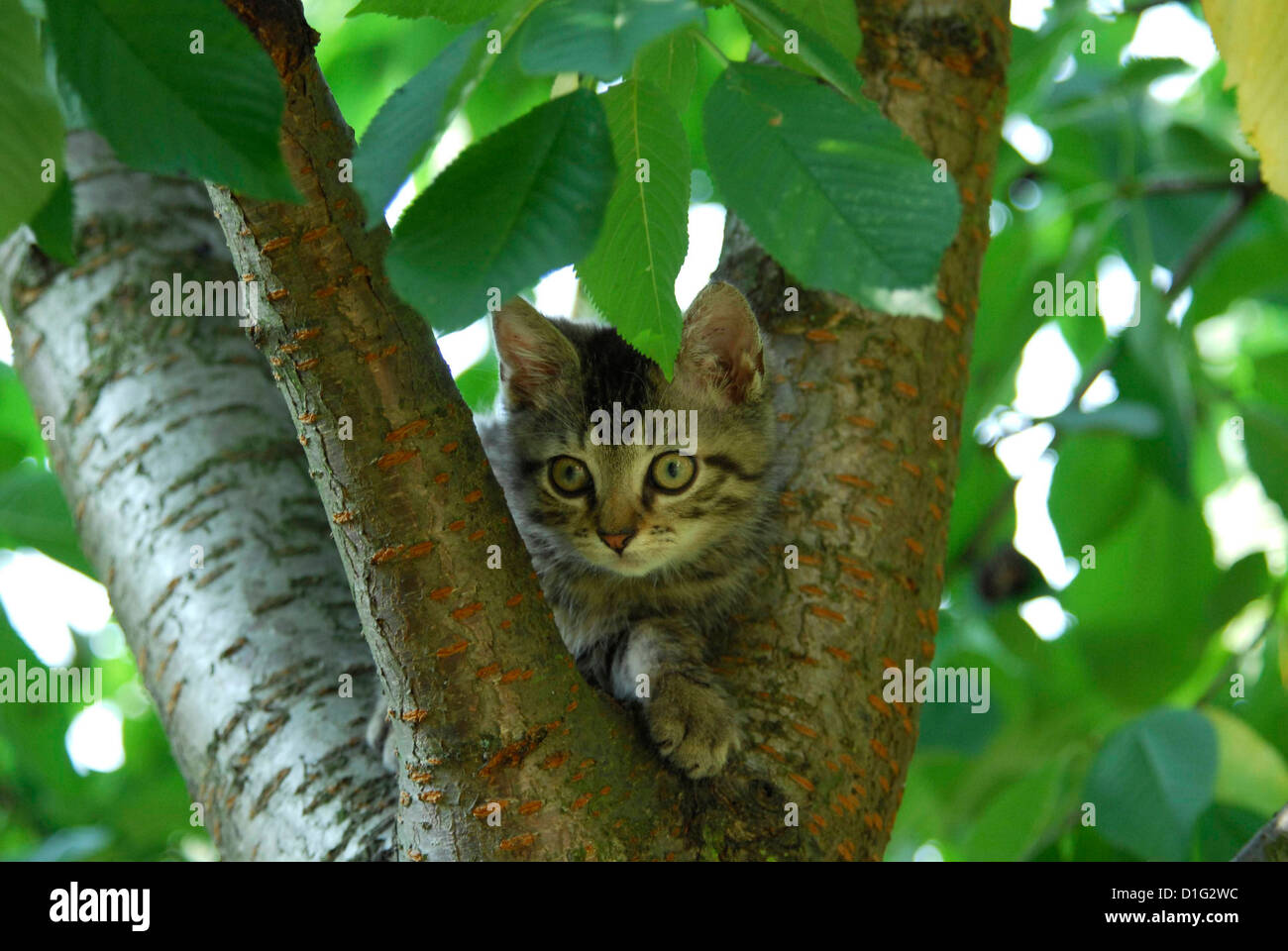 Tabby, sitting in a cherry tree, Non-pedigree Shorthair, felis ...