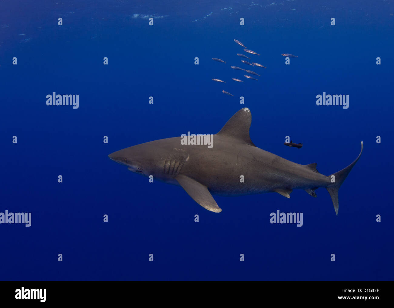 Uss indianapolis shark hi-res stock photography and images - Alamy