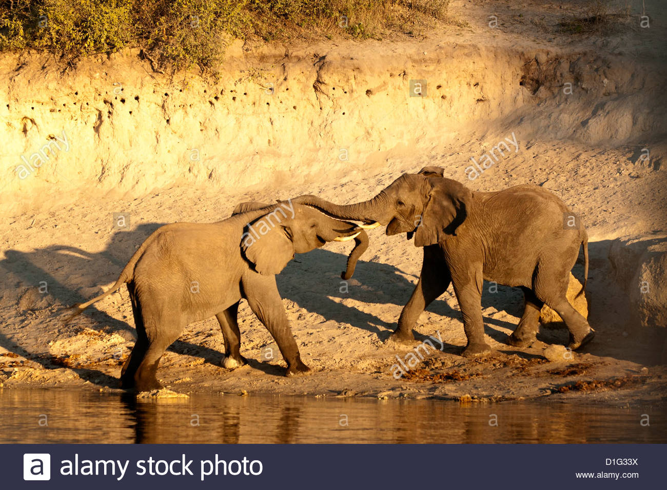Elephants Touching Trunks Stock Photos & Elephants Touching Trunks ...