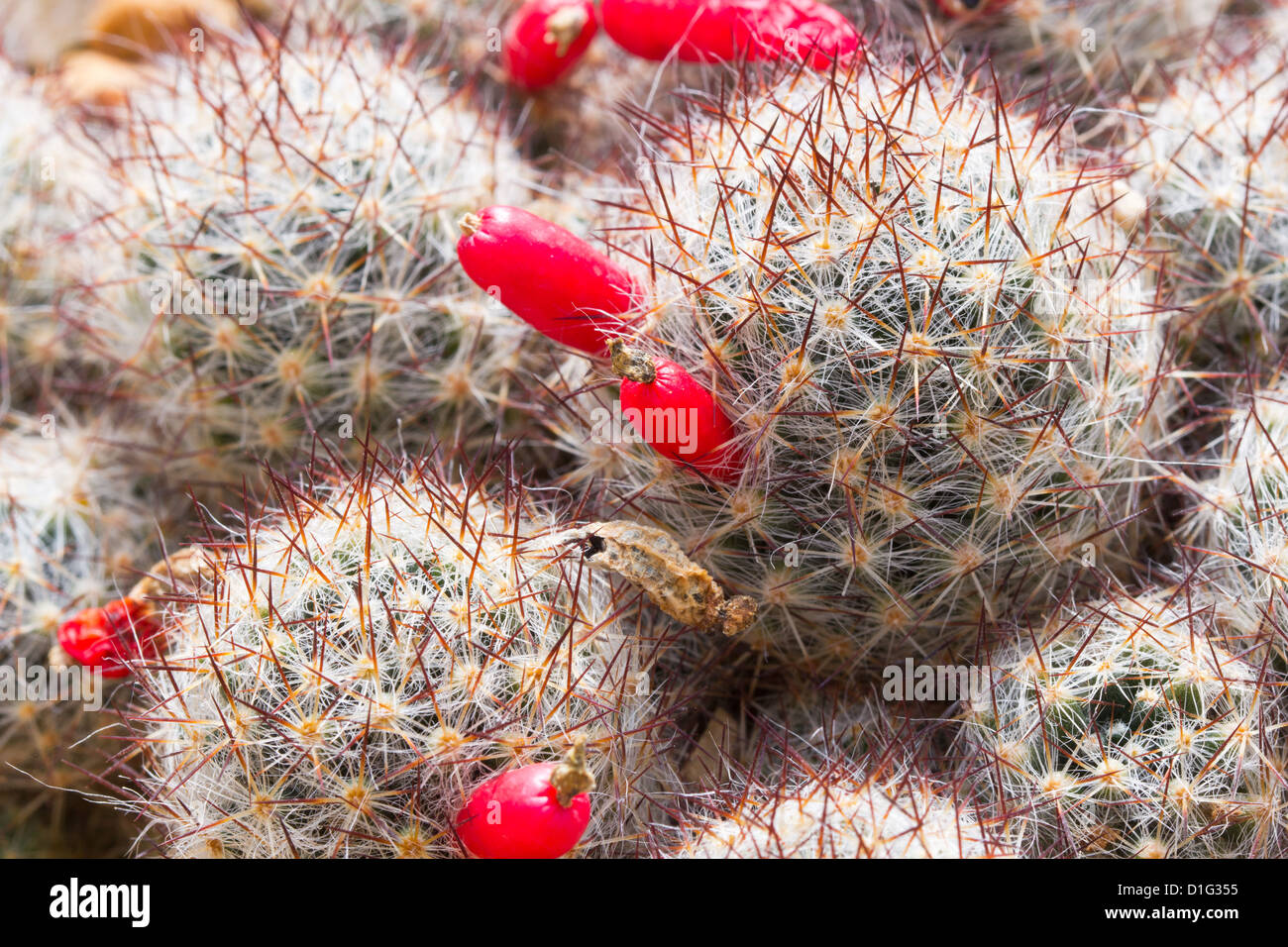 Spiky cactus hi-res stock photography and images - Alamy