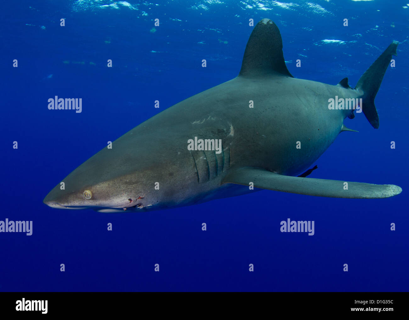 Oceanic whitetip shark teeth hi-res stock photography and images - Alamy