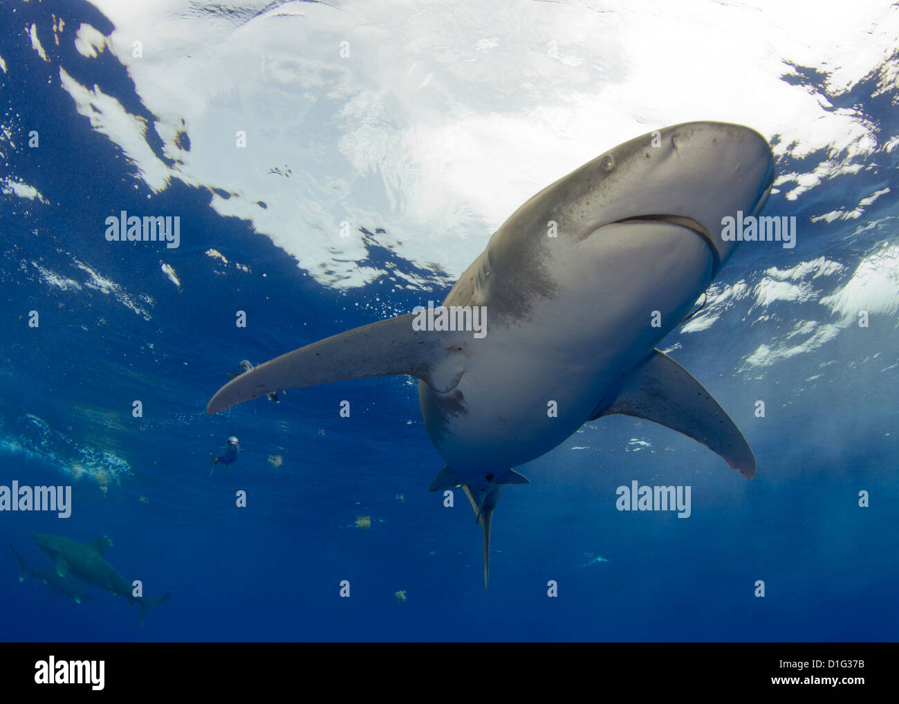 Uss indianapolis shark hi-res stock photography and images - Alamy