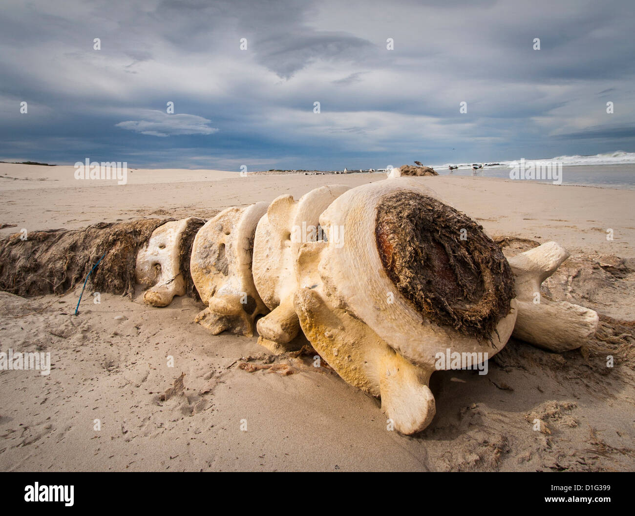 Whale backbone hi-res stock photography and images - Alamy