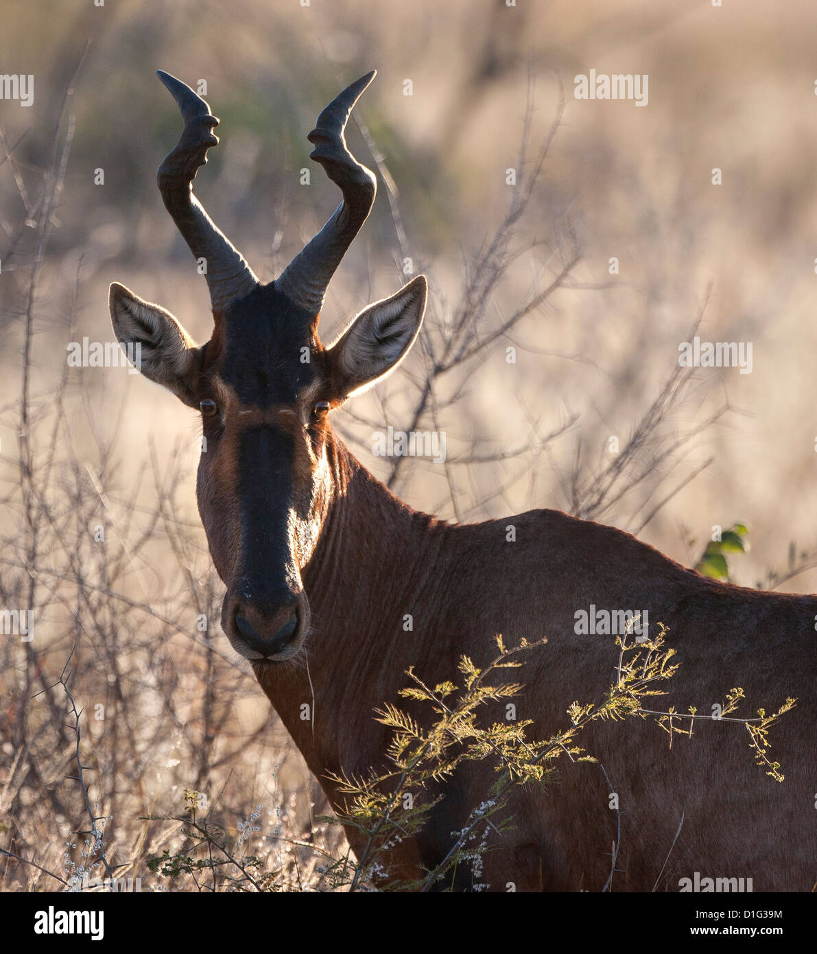 Red Hartebeest Alcelaphus buselaphus caama with lyre shaped horns seen ...