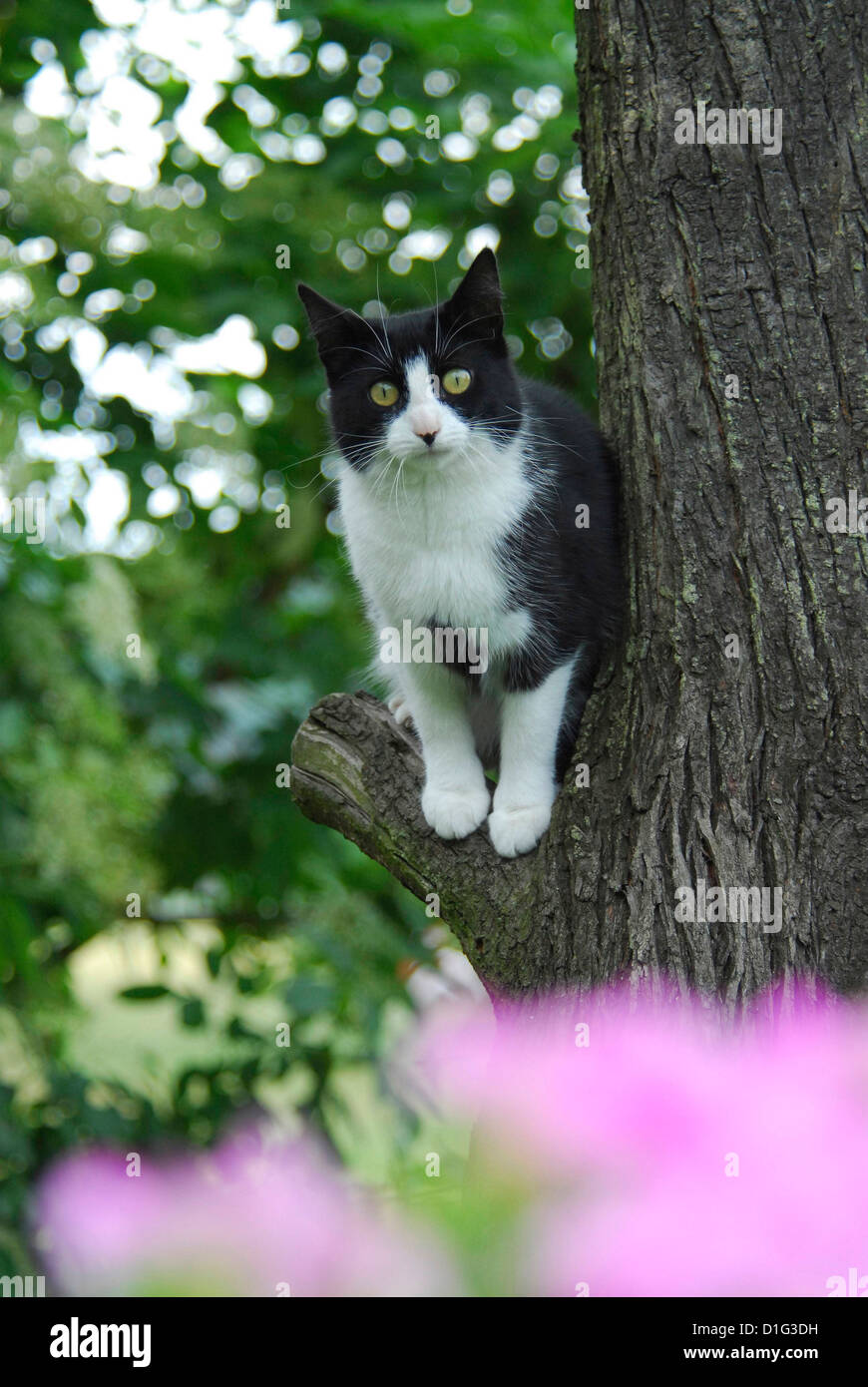 cat is climbing in a tree, Felis silvestris forma catus, domesticus ...