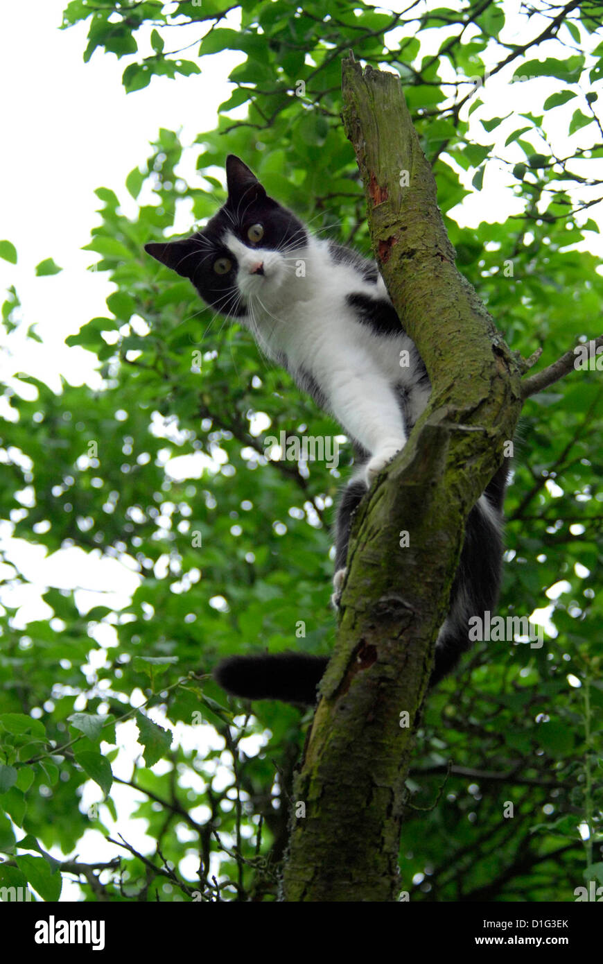 cat is climbing in a tree, Felis silvestris forma catus, domesticus ...
