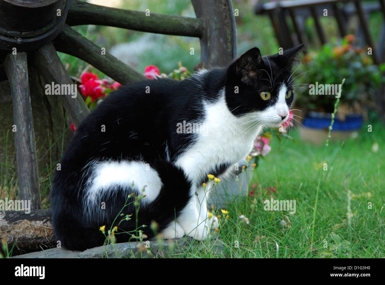 cat is sitting in front of an old cart, Felis silvestris forma catus ...