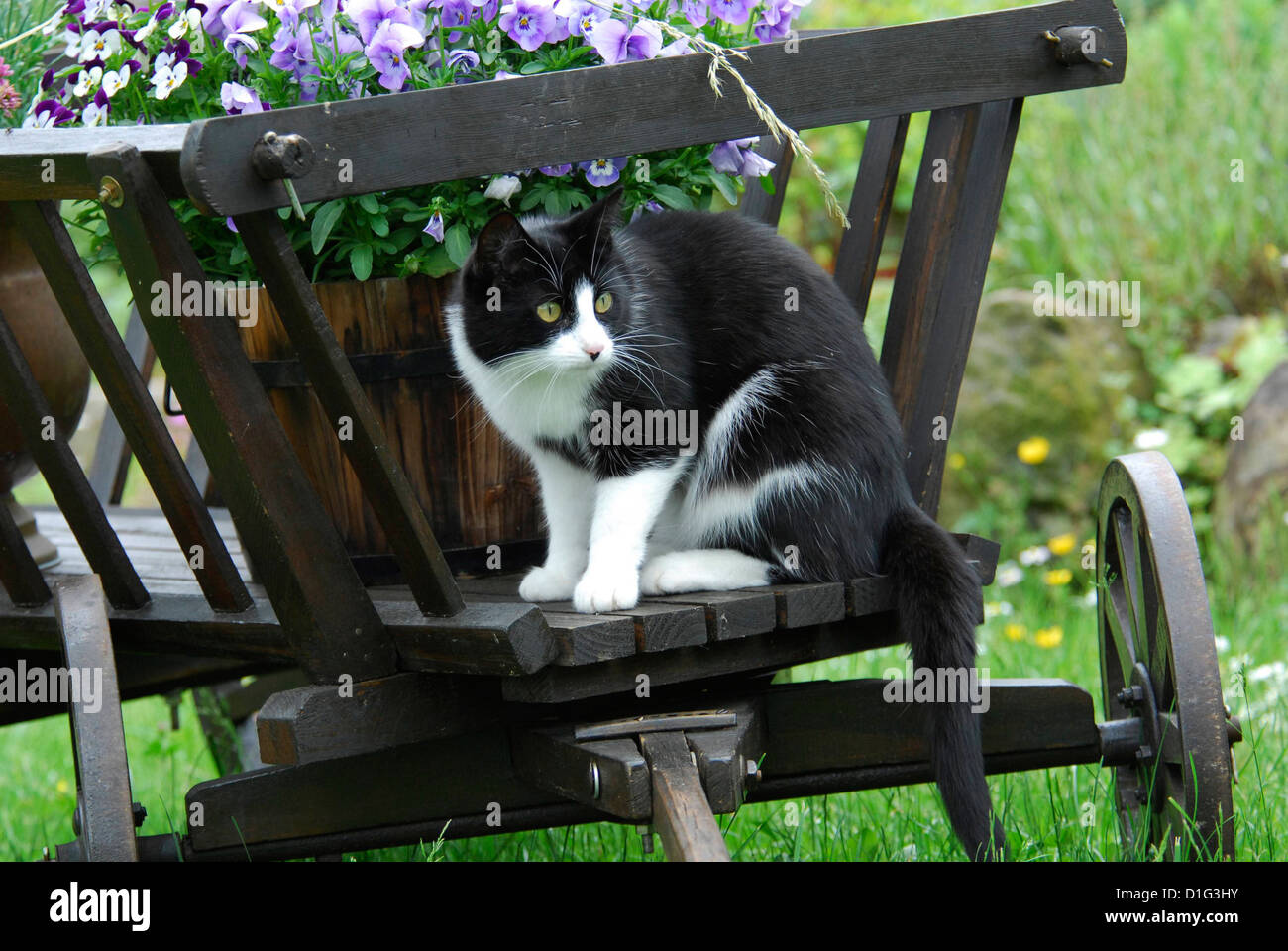 cat is sitting in front of an old cart, Felis silvestris forma catus ...