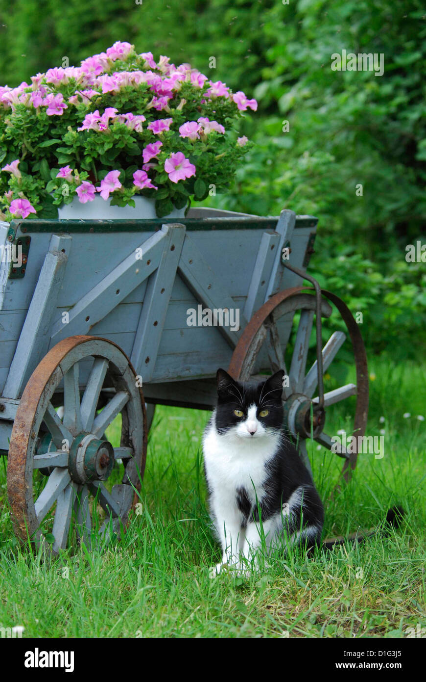 cat is sitting in front of an old cart, Felis silvestris forma catus ...
