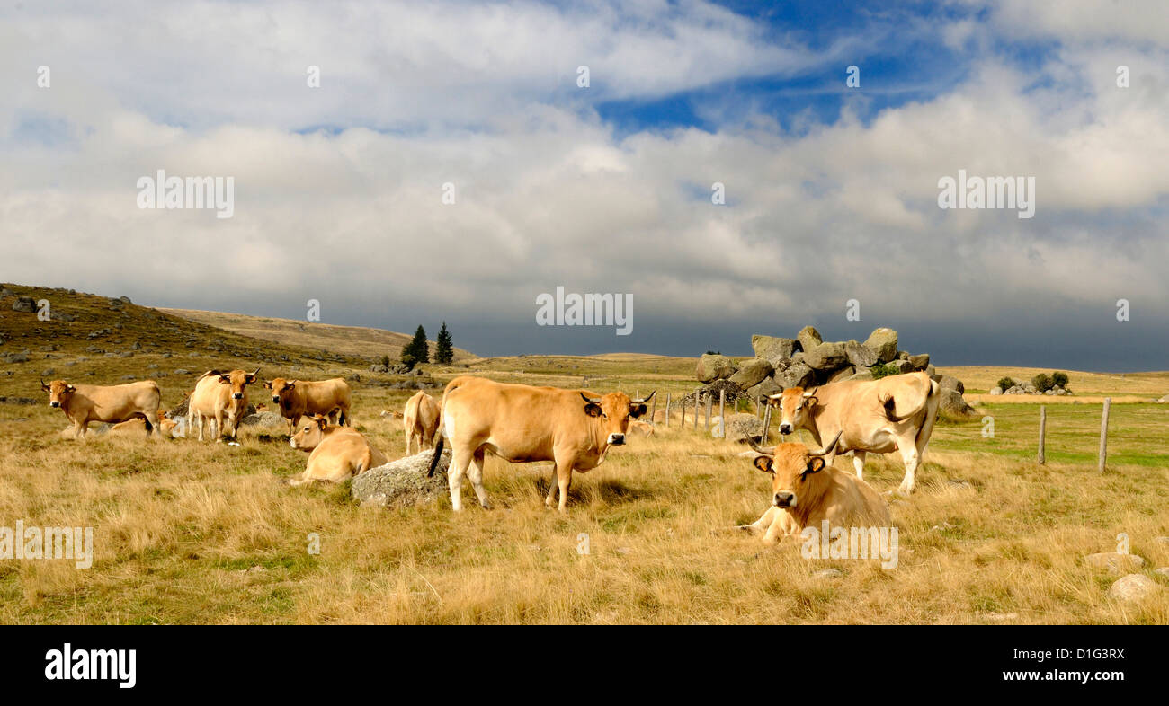 Aubrac cattle, Aubrac, Lozere, France, Europe Stock Photo - Alamy