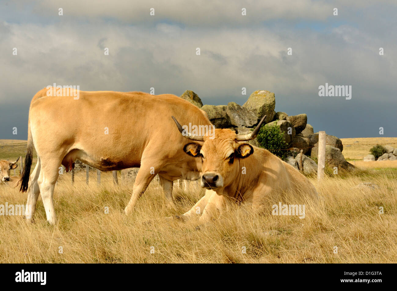 Aubrac cattle hi-res stock photography and images - Alamy