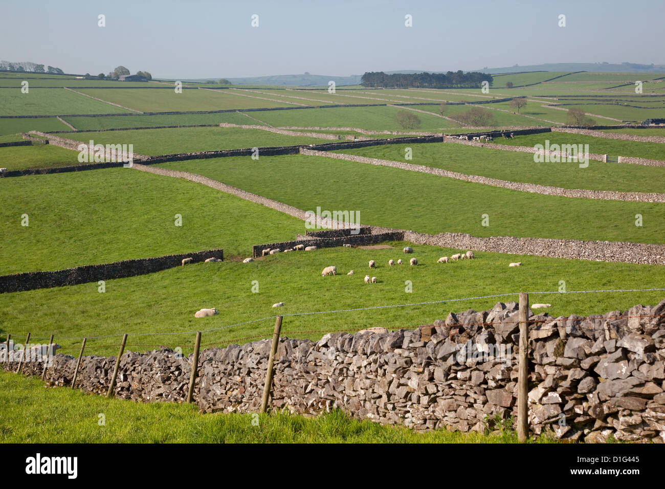 Dry stone walls and sheep, Litton, Derbyshire, England, United Kingdom ...