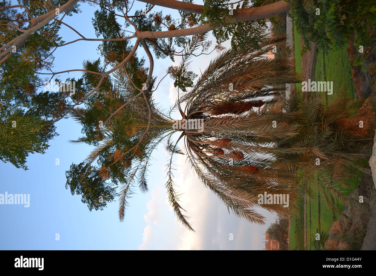 A date palm tree in the Nile Delta, Egypt. This tree has yellow dates ...