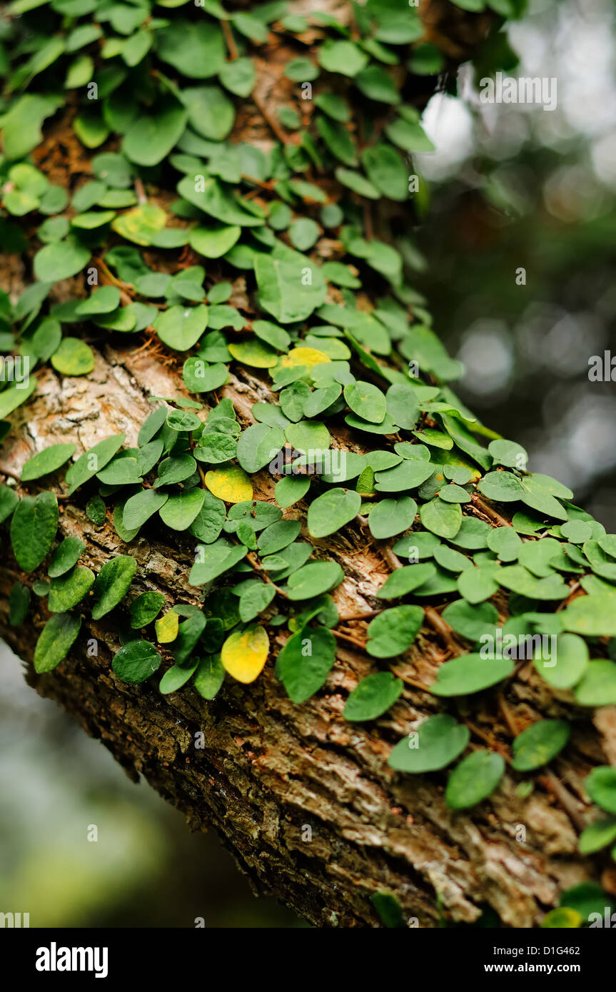 Leaves creeper on the tree branch Stock Photo - Alamy