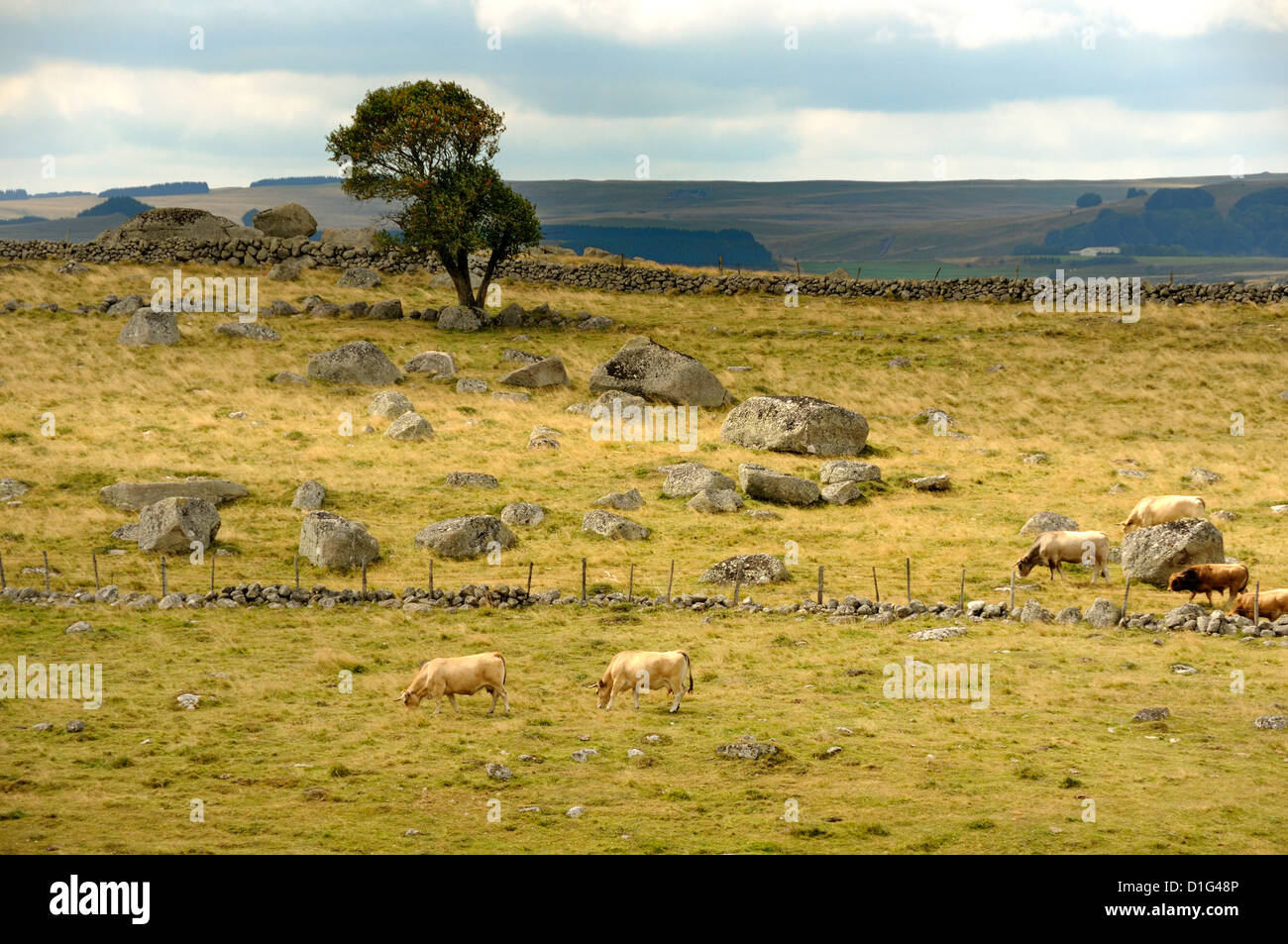 Aubrac cattle hi-res stock photography and images - Alamy