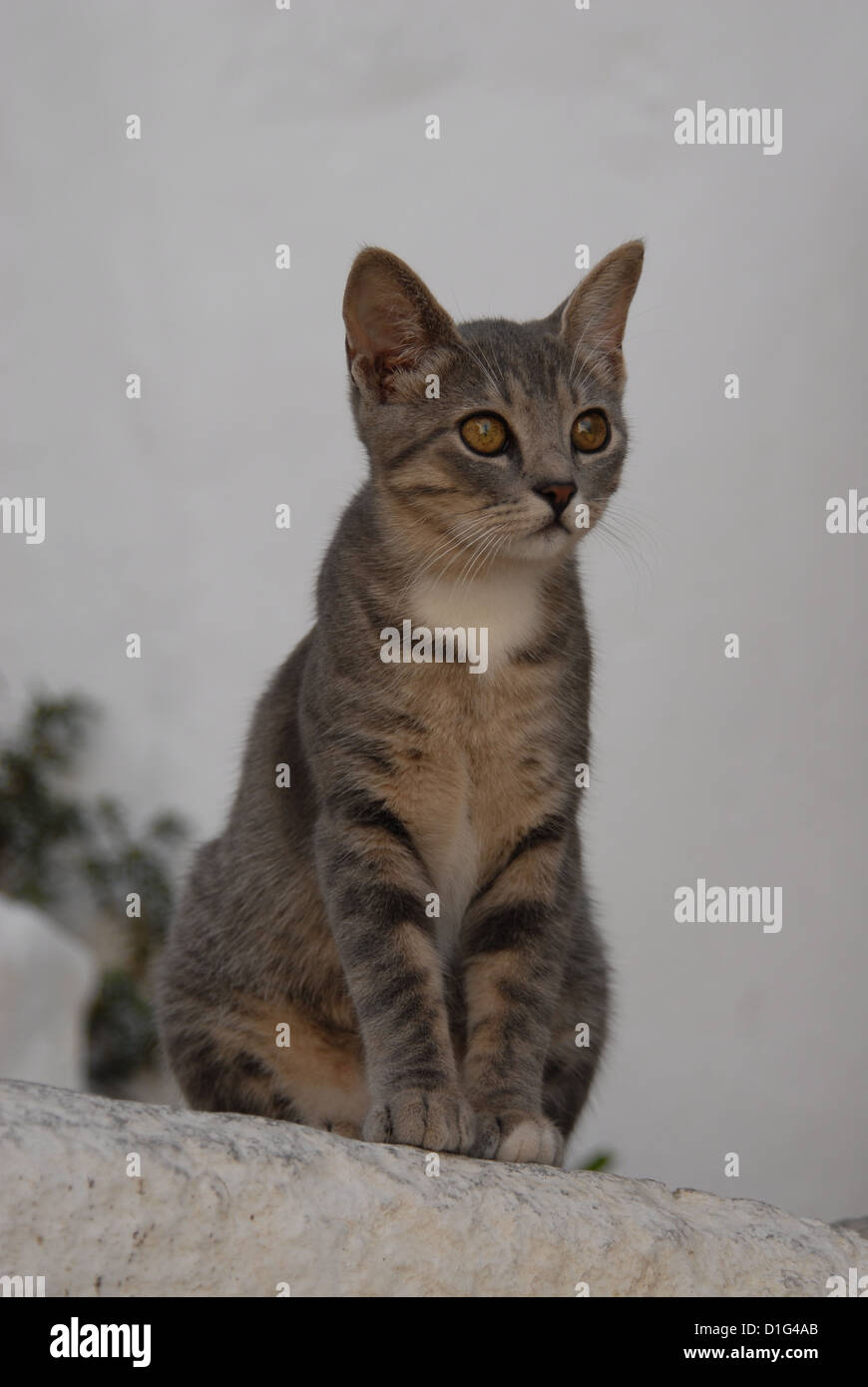 Blue Tortie Tabby and White, sitting on a step, Greece, Dodecanese ...