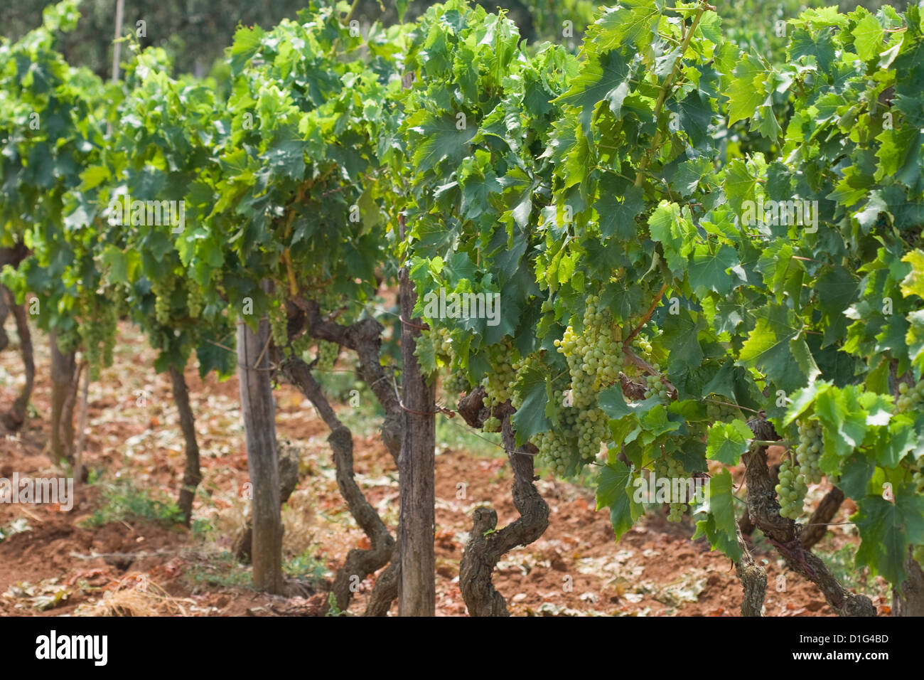 Farmland croatia hi-res stock photography and images - Alamy