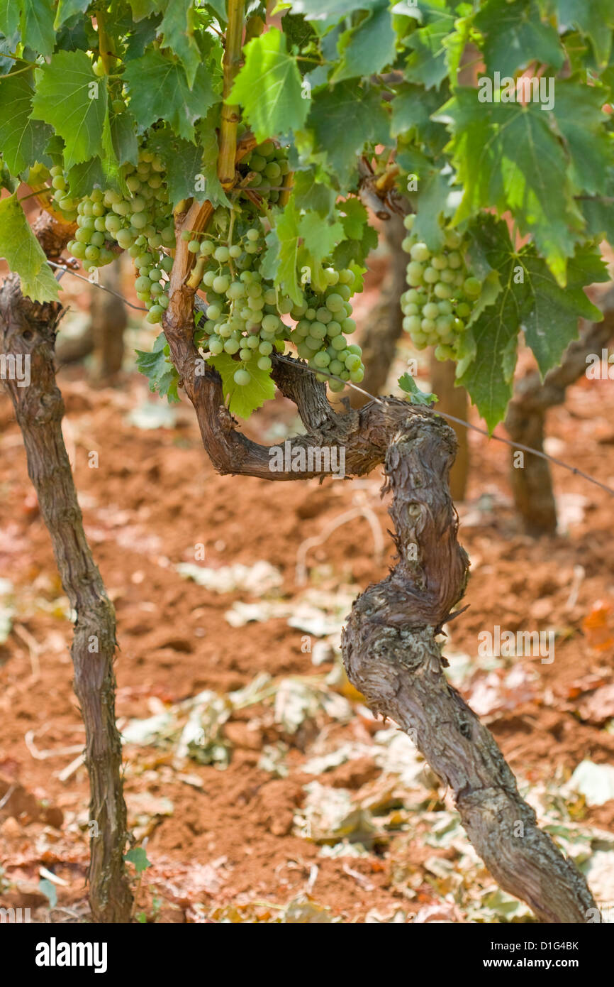 Grapes growing in a Croatian vineyard Stock Photo - Alamy