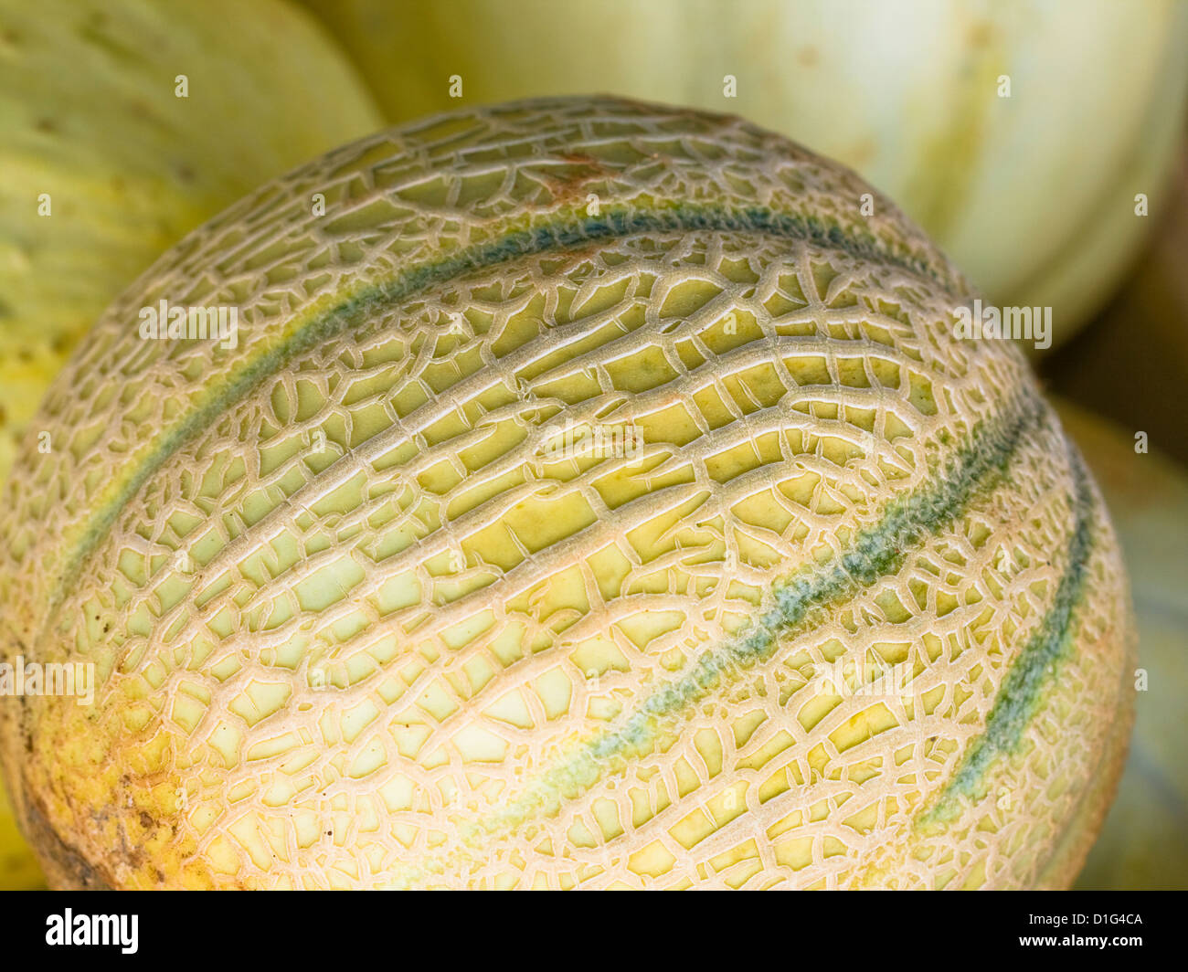 Closeup of the surface of a light yellow melon Stock Photo - Alamy