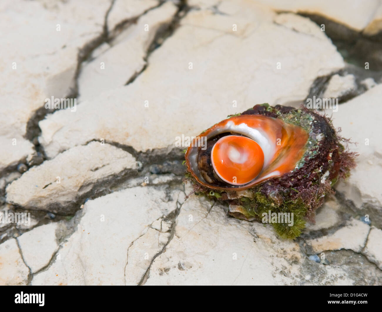 Seashell on rock hi-res stock photography and images - Alamy