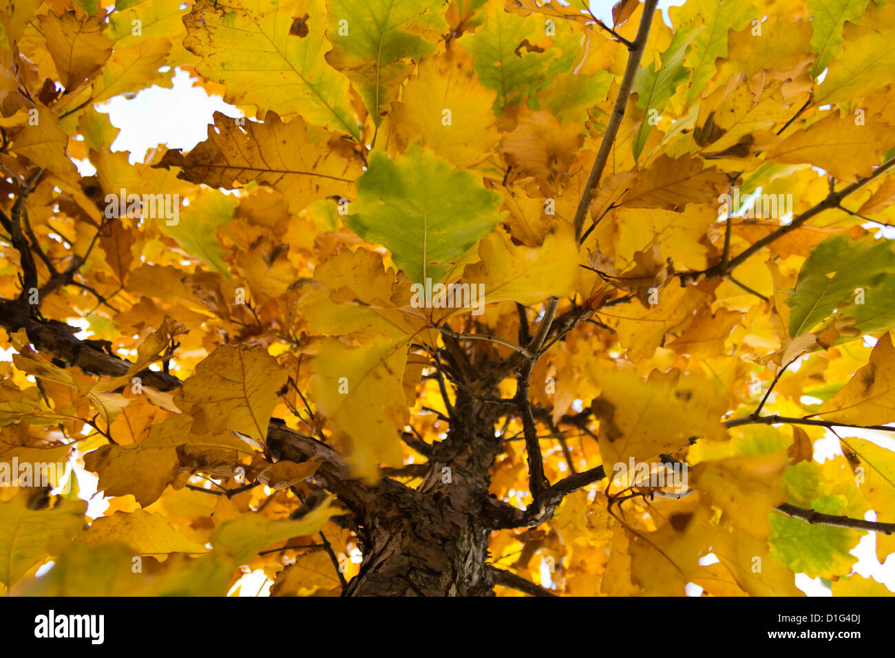 Beautiful tree with yellow autumn leaves Stock Photo - Alamy