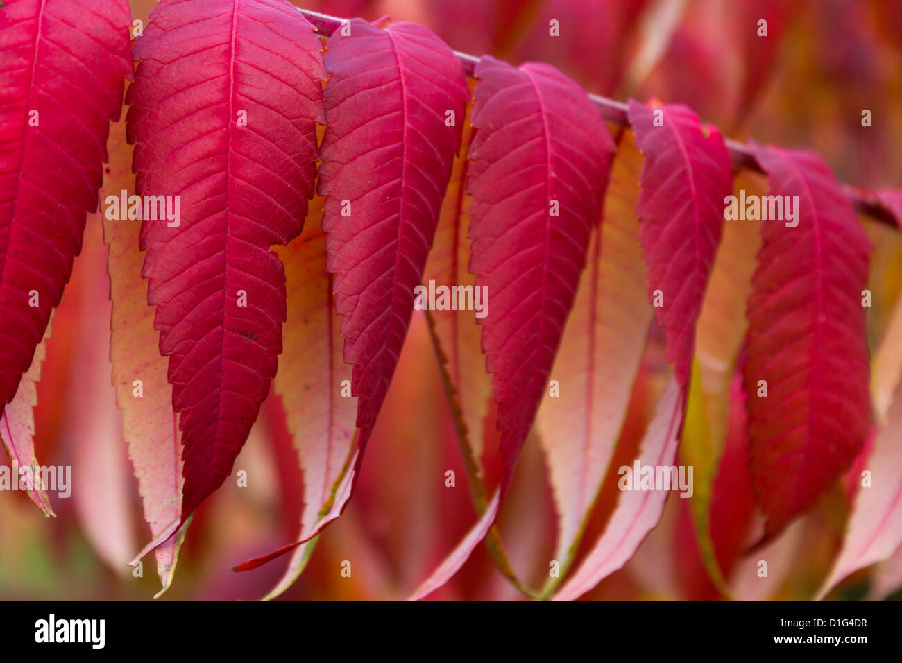 Beautiful leaves tree in hi-res stock photography and images - Alamy