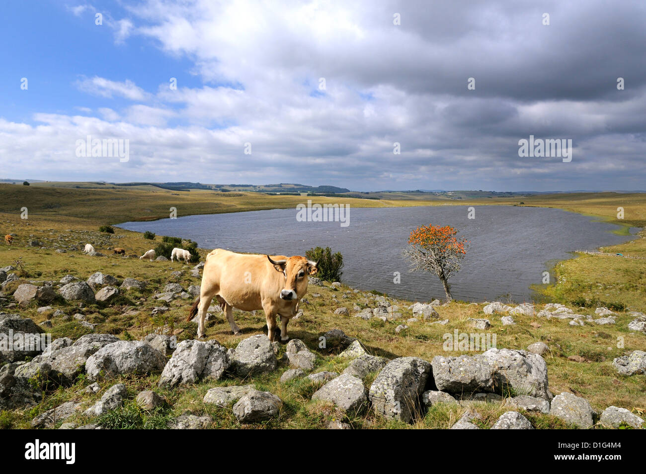 Cattle breeds of france hi-res stock photography and images - Alamy