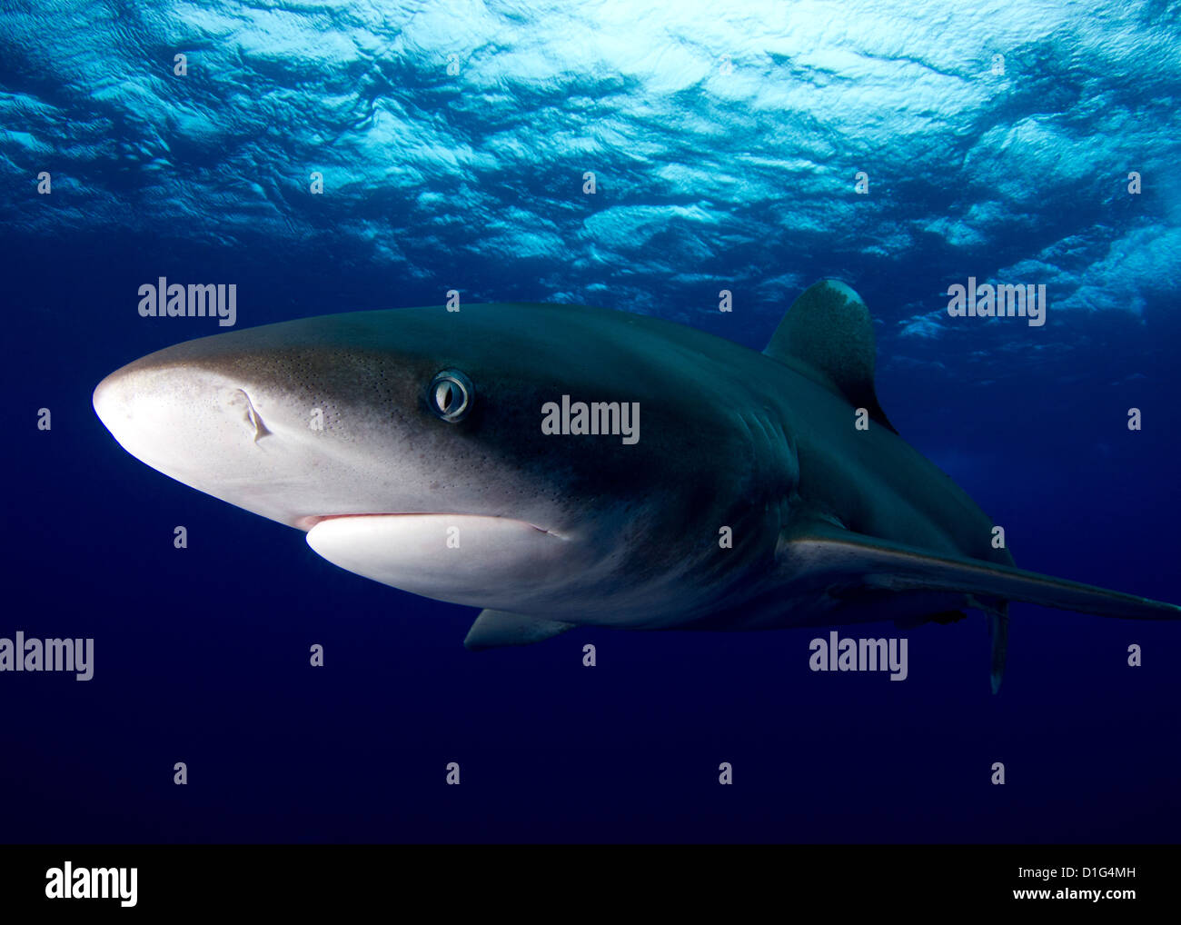 Oceanic White Tip Shark Stock Photo - Alamy