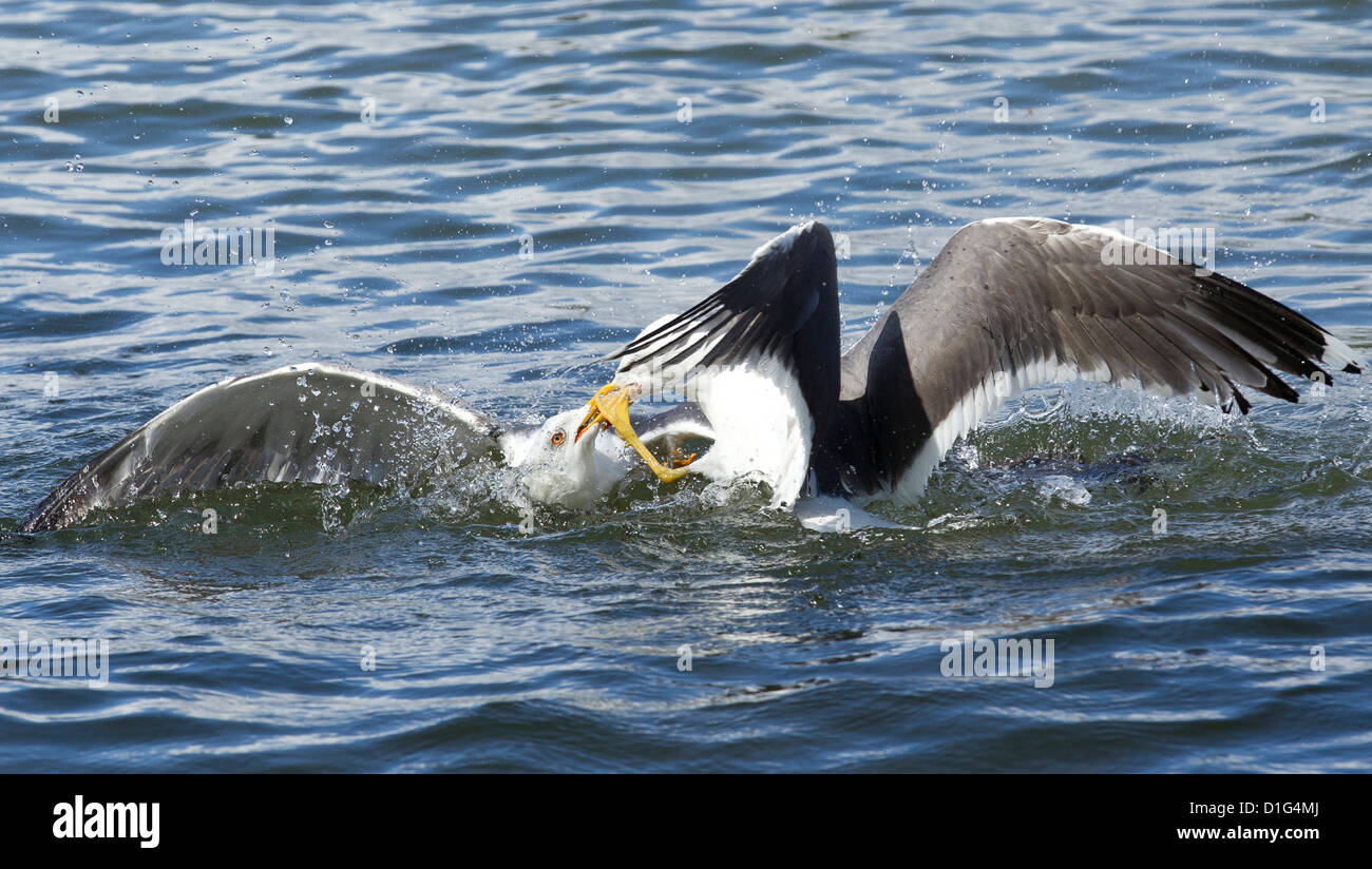 Is the largest member of the gull family hi-res stock photography and ...