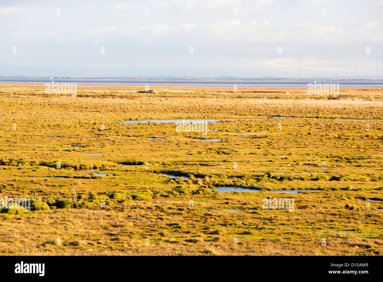 Salt marsh habitat uk hi-res stock photography and images - Alamy