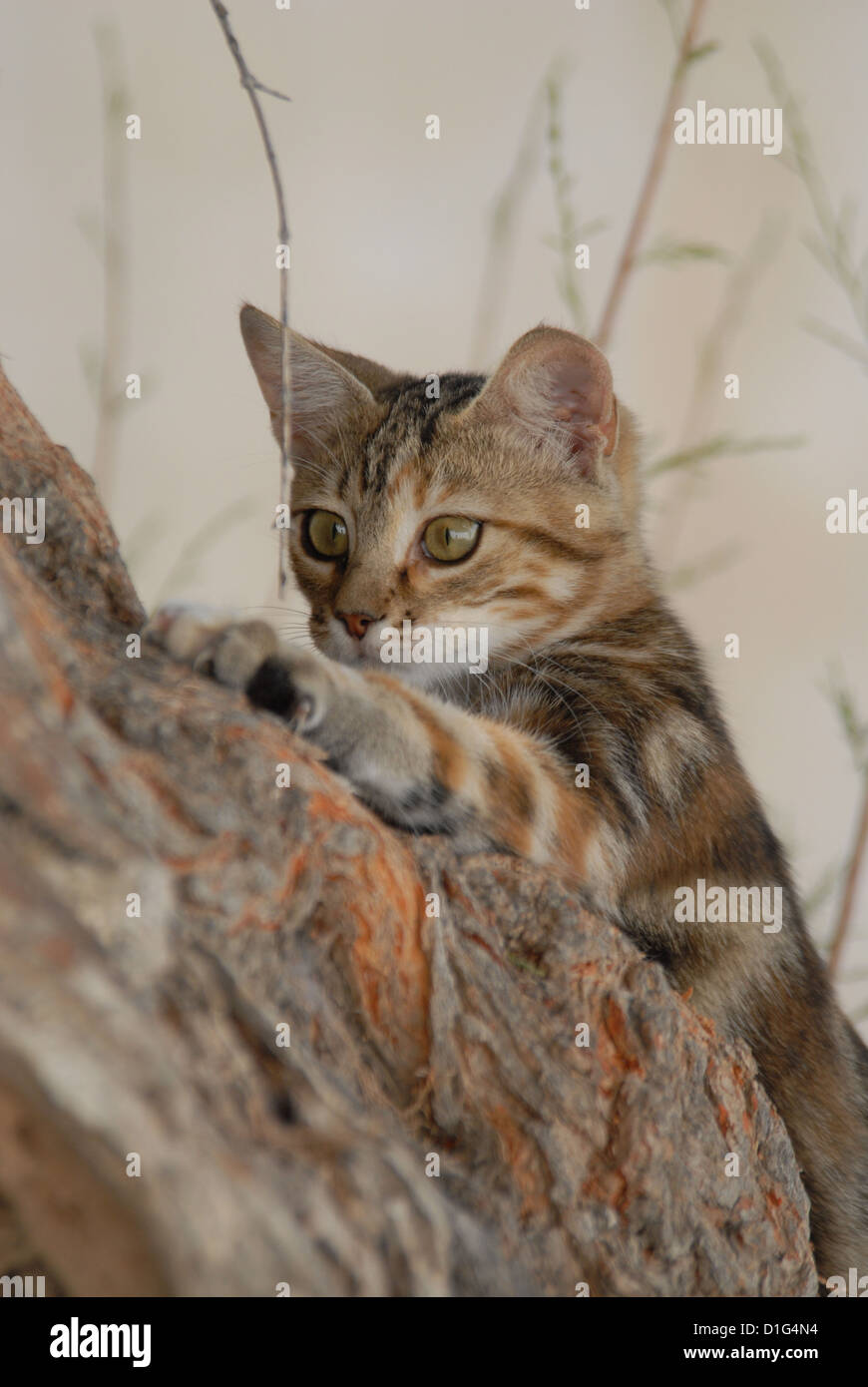 Torbie High Resolution Stock Photography and Images - Alamy
