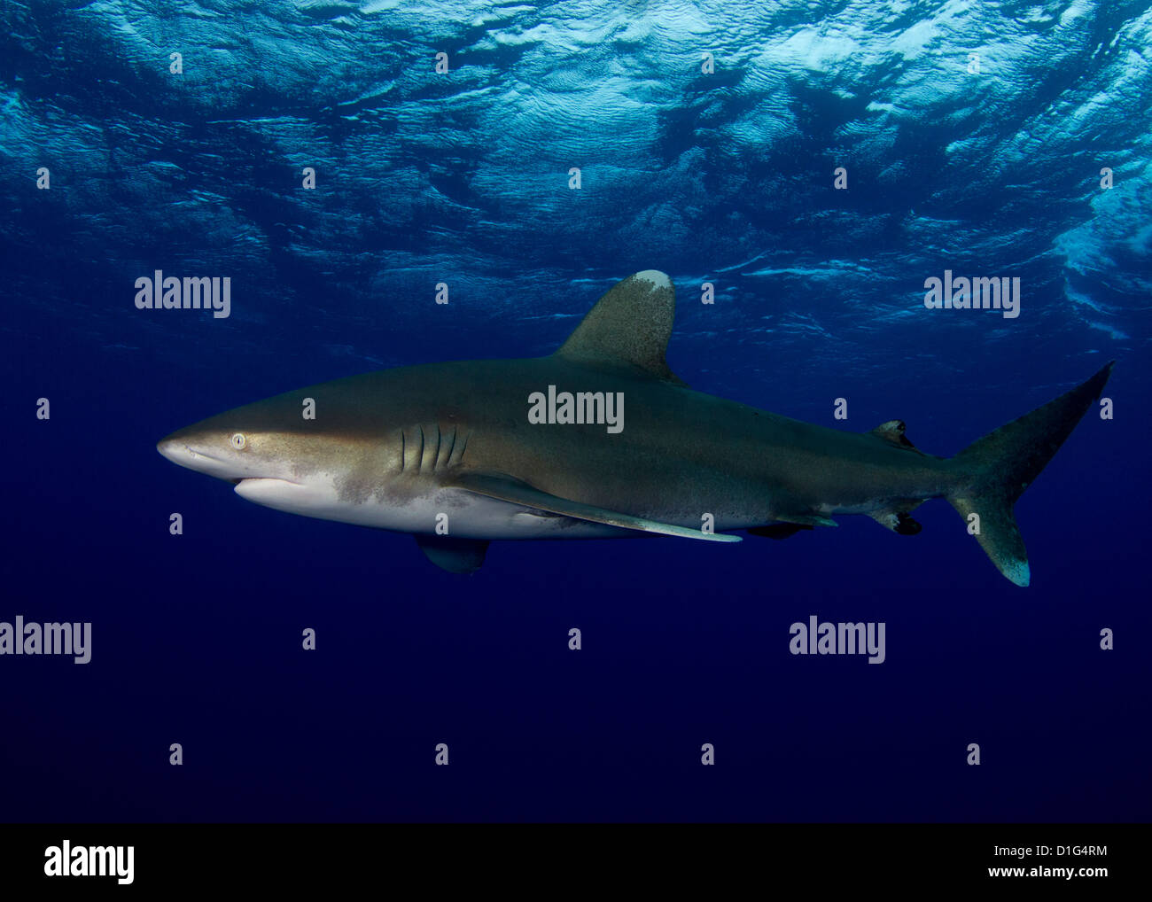 Oceanic White Tip Shark Stock Photo - Alamy