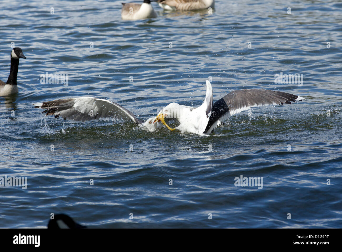 The Great Black-backed Gull (Larus marinus) is the largest member of ...