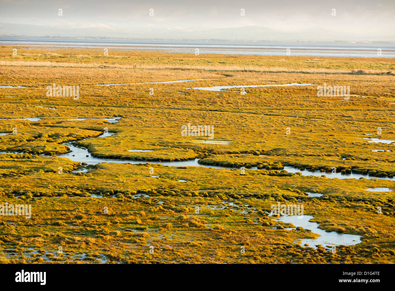 Salt marsh habitat uk hi-res stock photography and images - Alamy