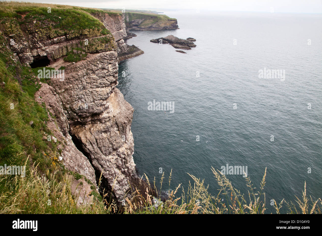 Fowlsheugh cliffs hi-res stock photography and images - Alamy