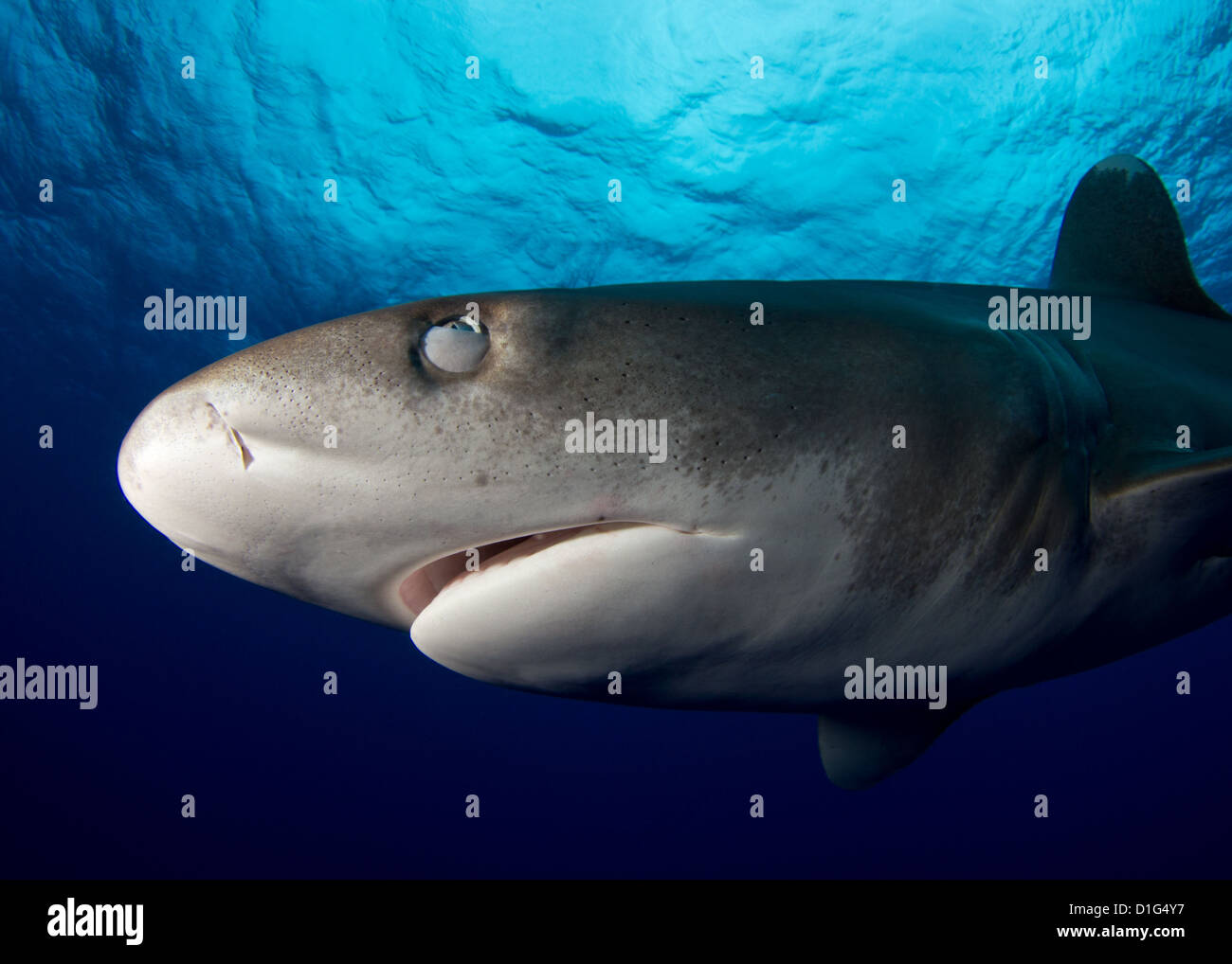 Oceanic White Tip Shark Stock Photo - Alamy