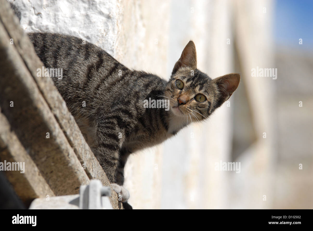 Tabby and White, peering down from a cornice, Greece, Dodecanese Island ...