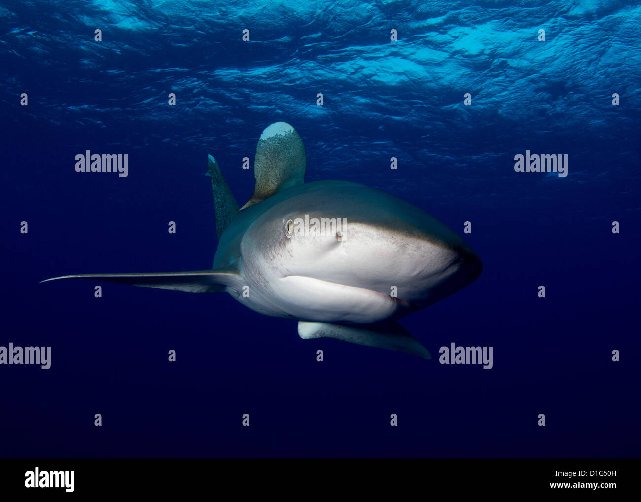 Oceanic White Tip Shark Stock Photo - Alamy