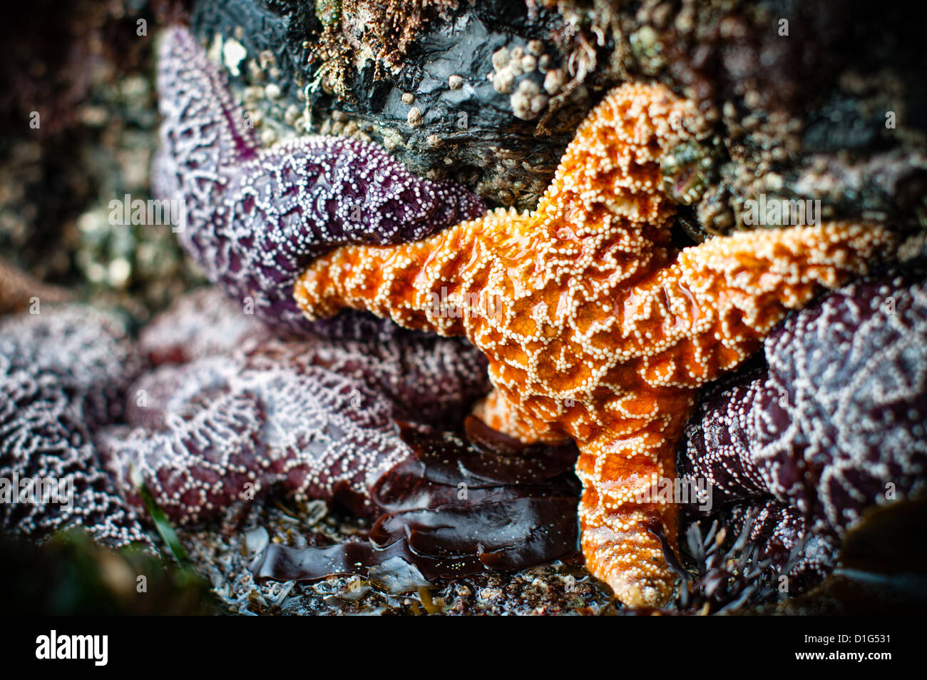 One orange starfish star fish hi-res stock photography and images - Alamy