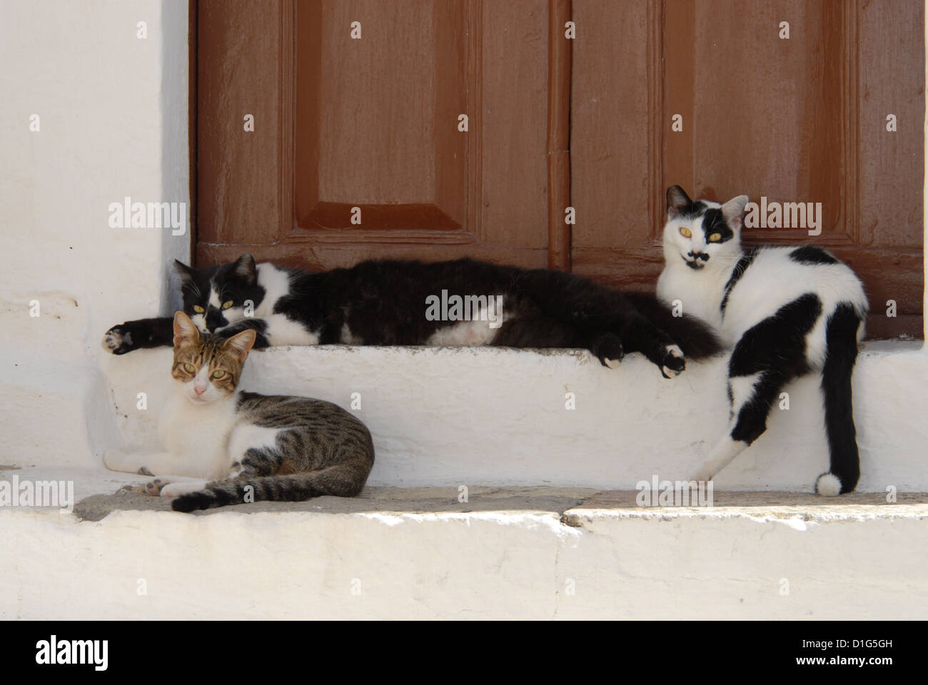 Three house cats hi-res stock photography and images - Alamy