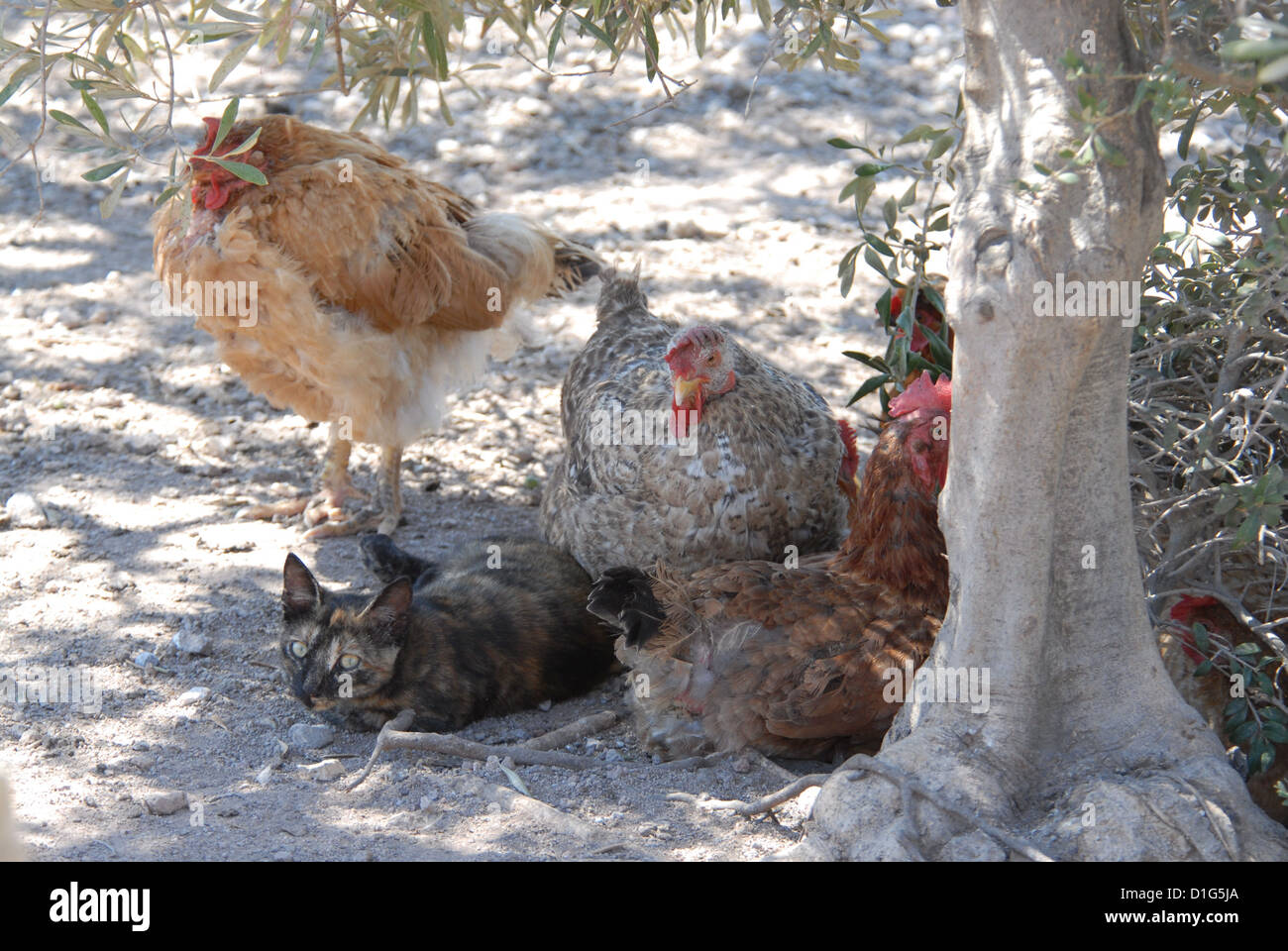 cat and chickens, resting side by side, Greece, Dodecanese Island Stock ...