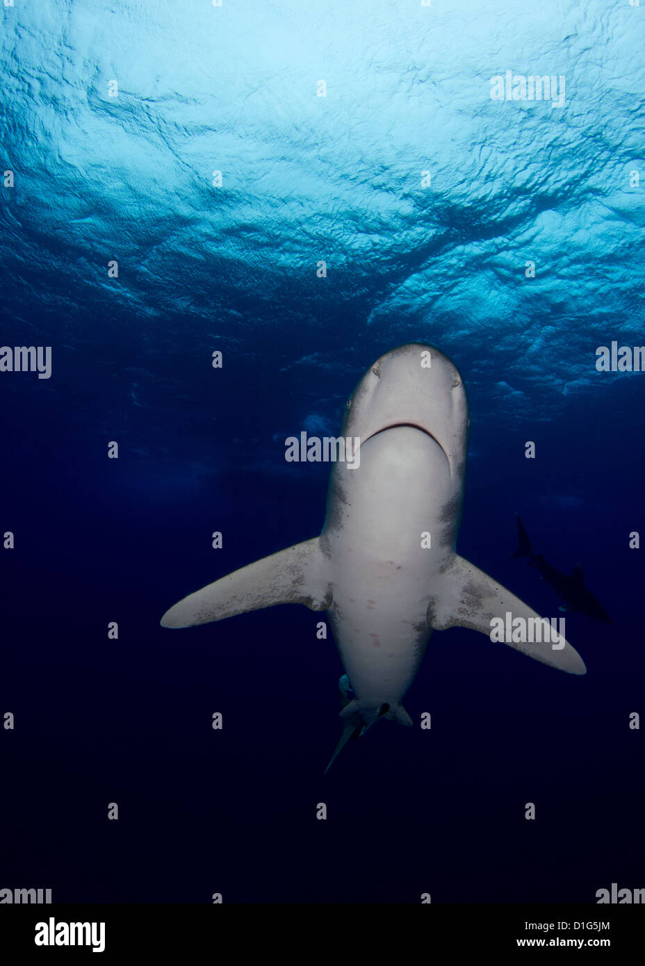 Oceanic White Tip Shark Stock Photo - Alamy