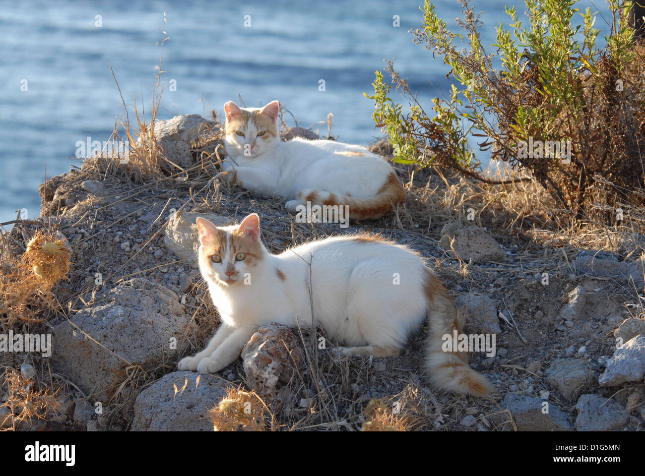 two cats, Cream-Tabby-White, resting side by side, Greece, Dodecanese ...